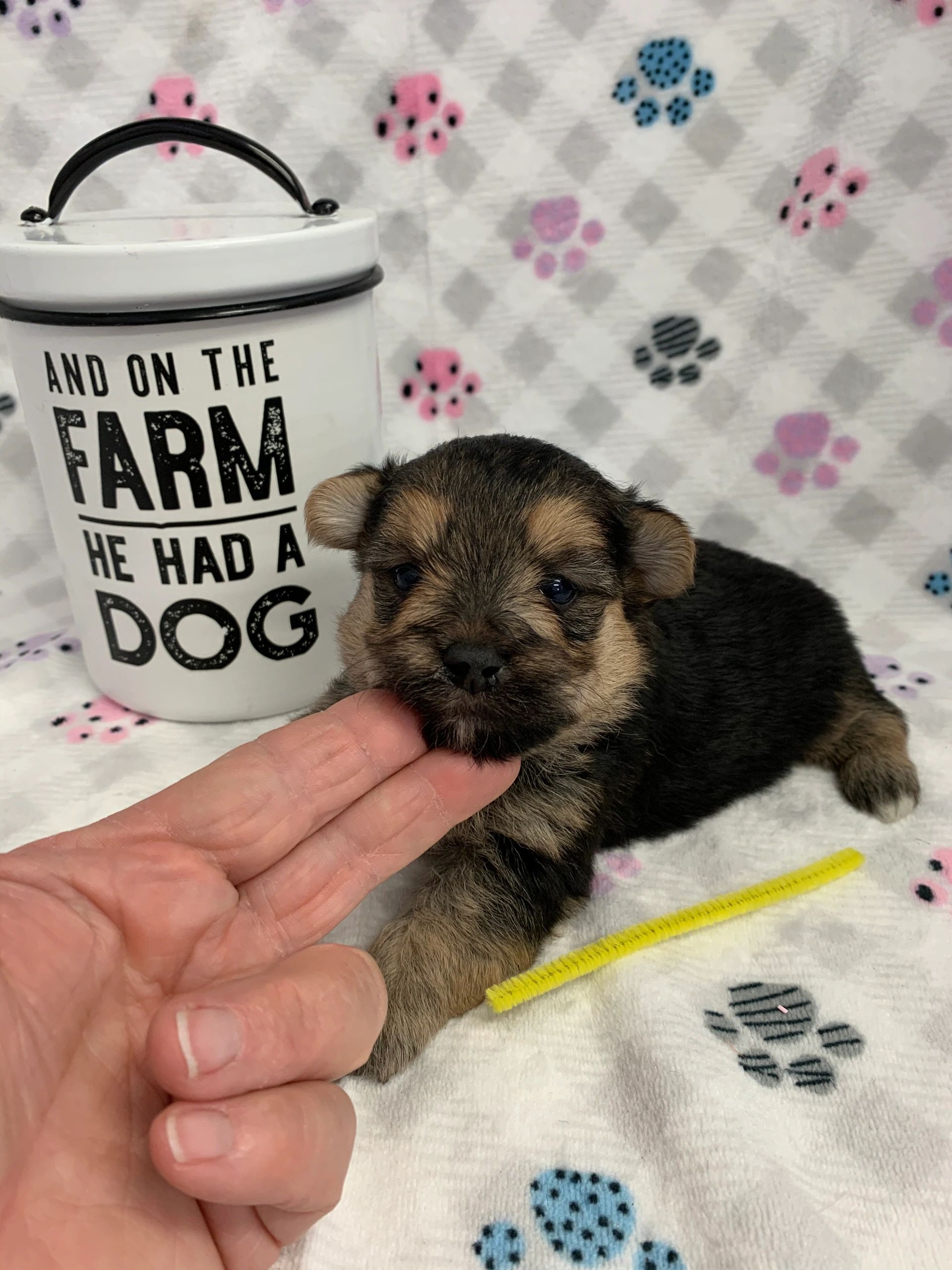 Morkies | Pitter Pat Pups