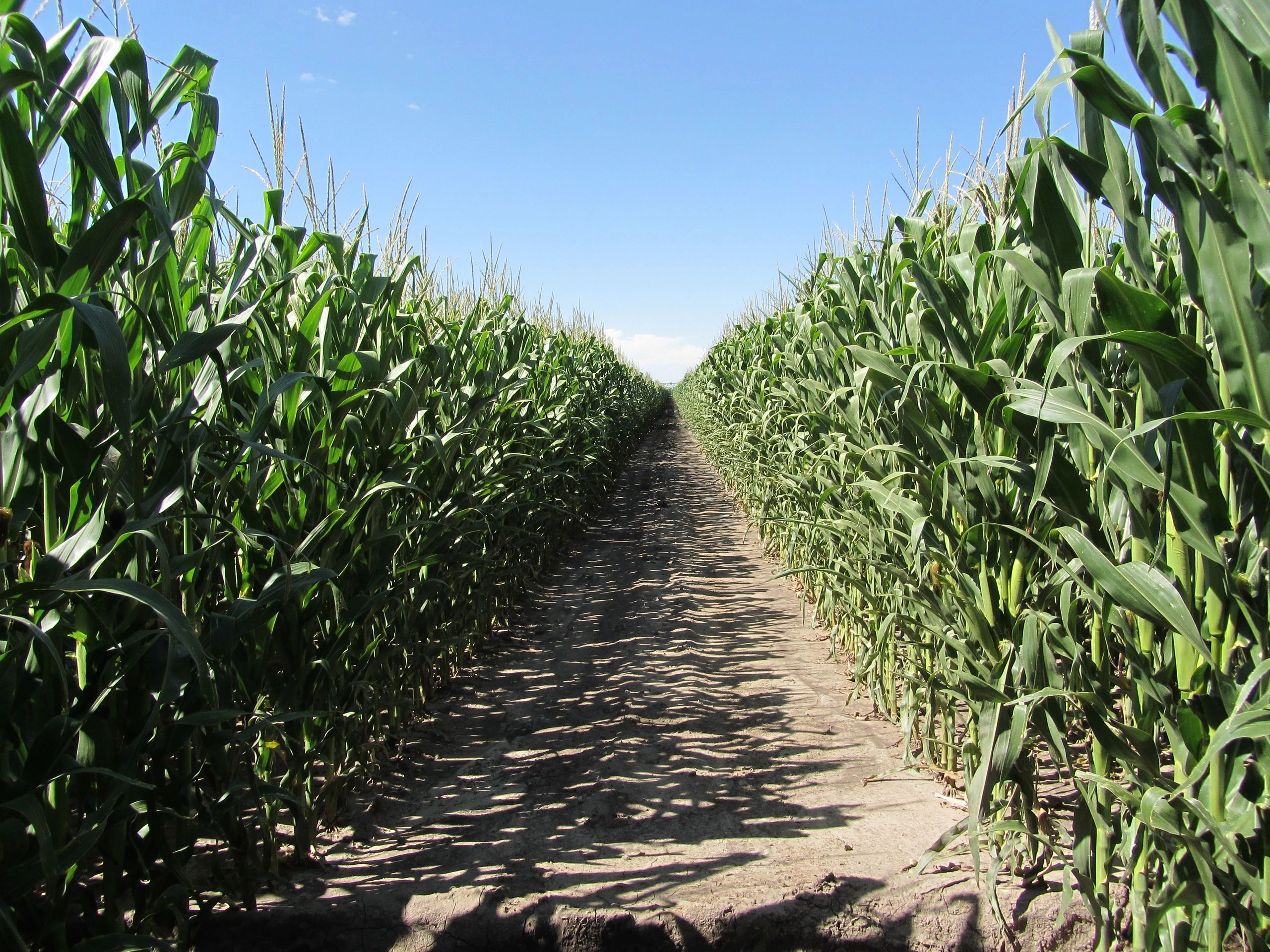 Nebraska - Hughes Family Farms