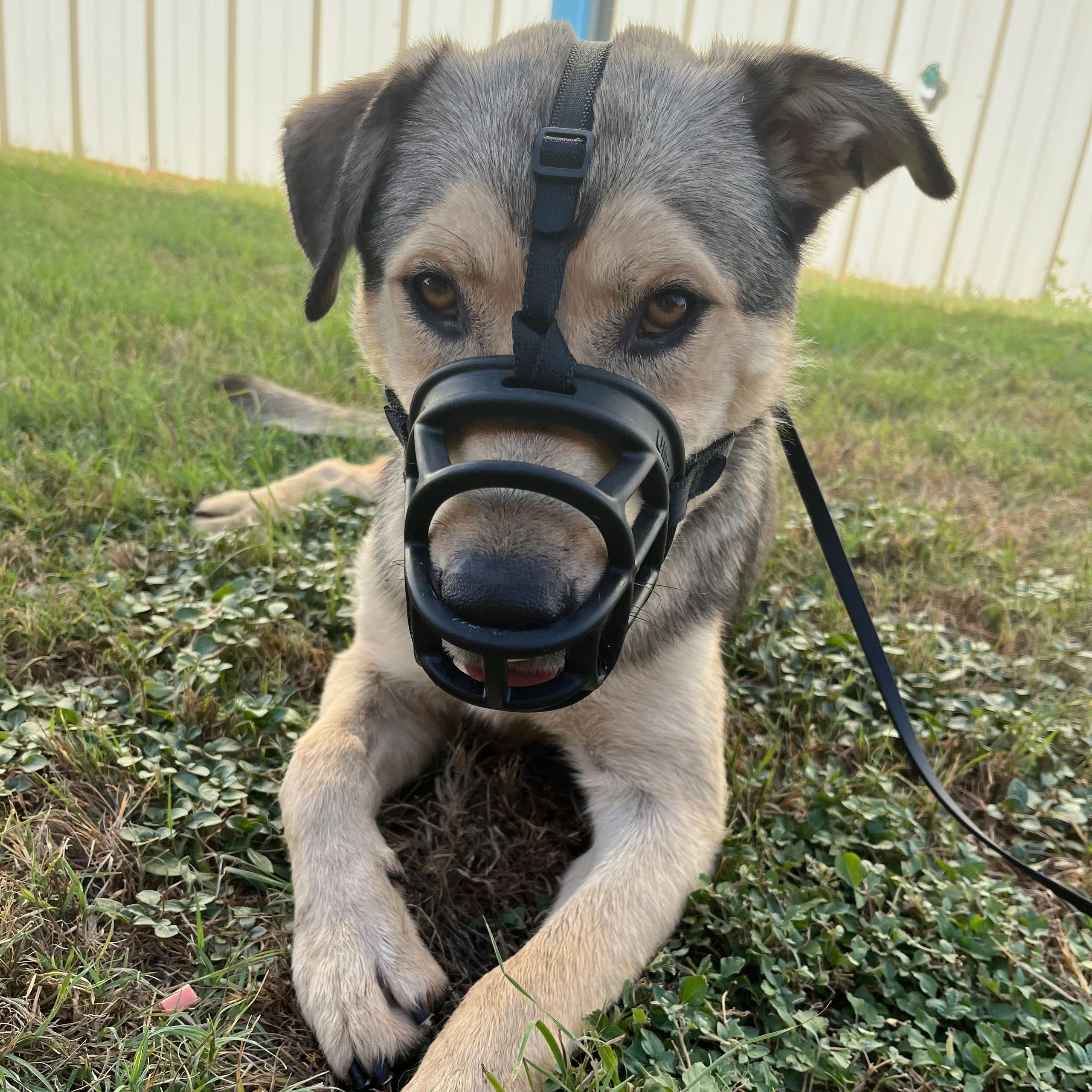 An Intro to Muzzle Training