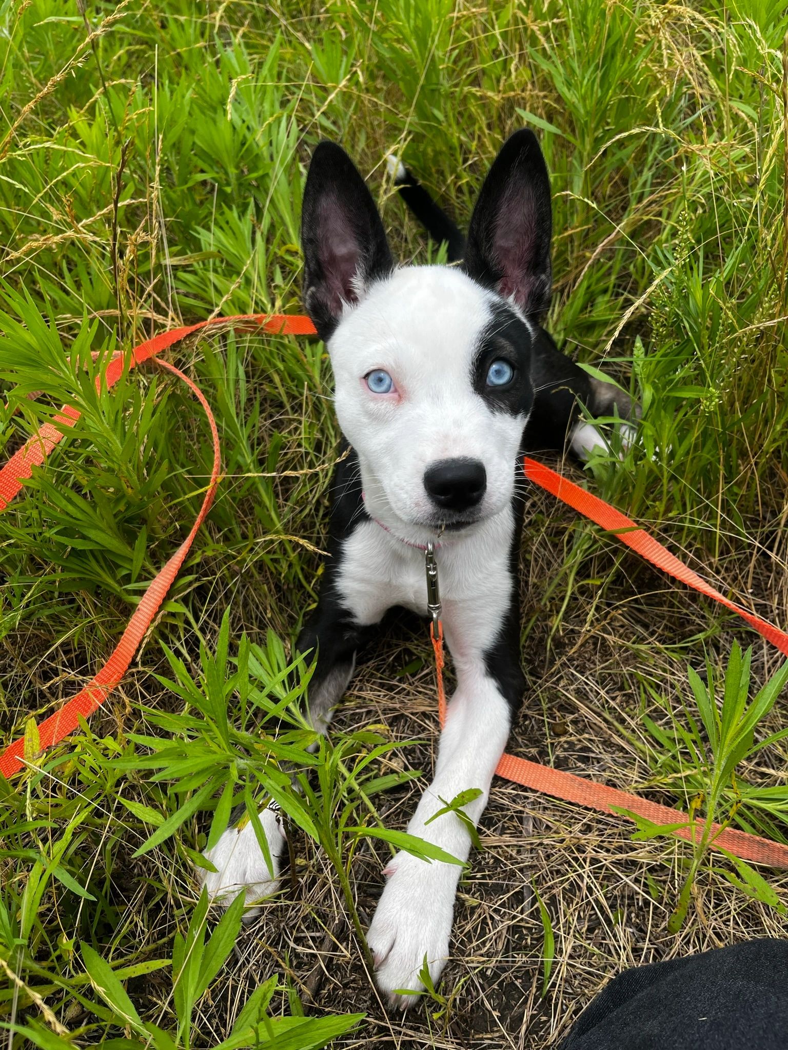 Potty Training Tidbits