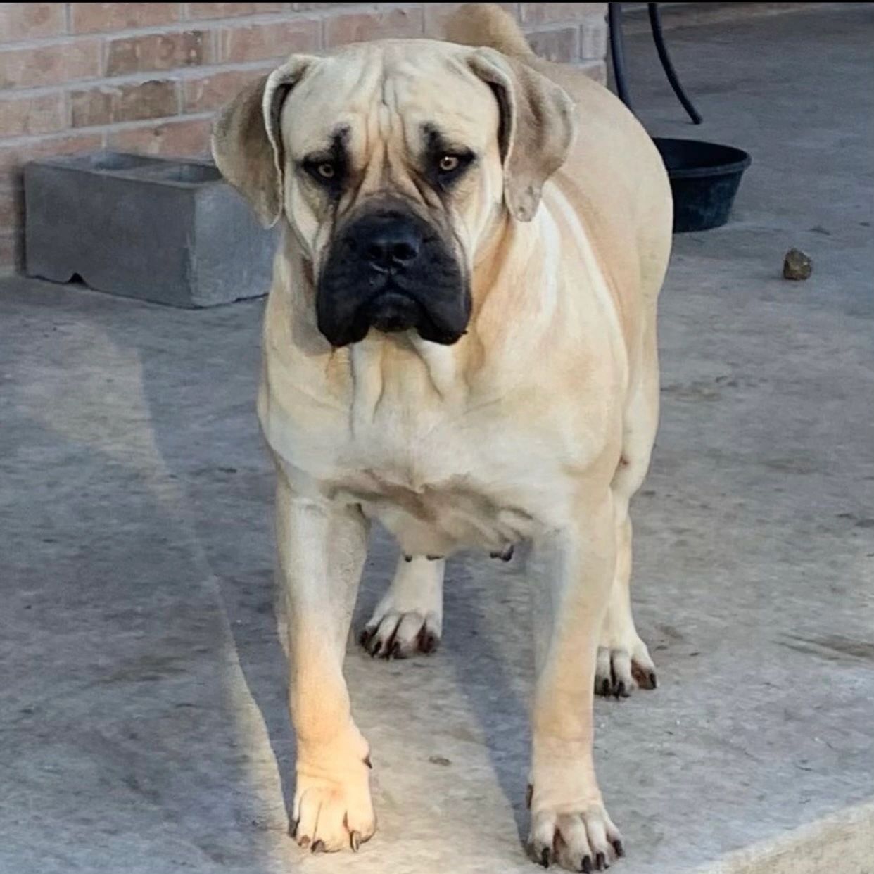 South African Boerboel Rescue