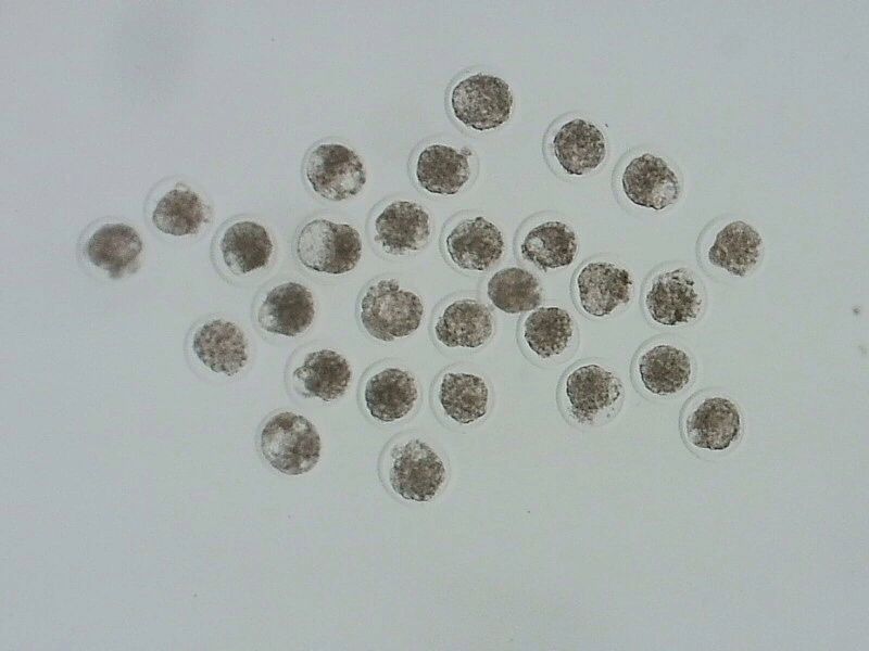 Ovaflo Genetics PLLC