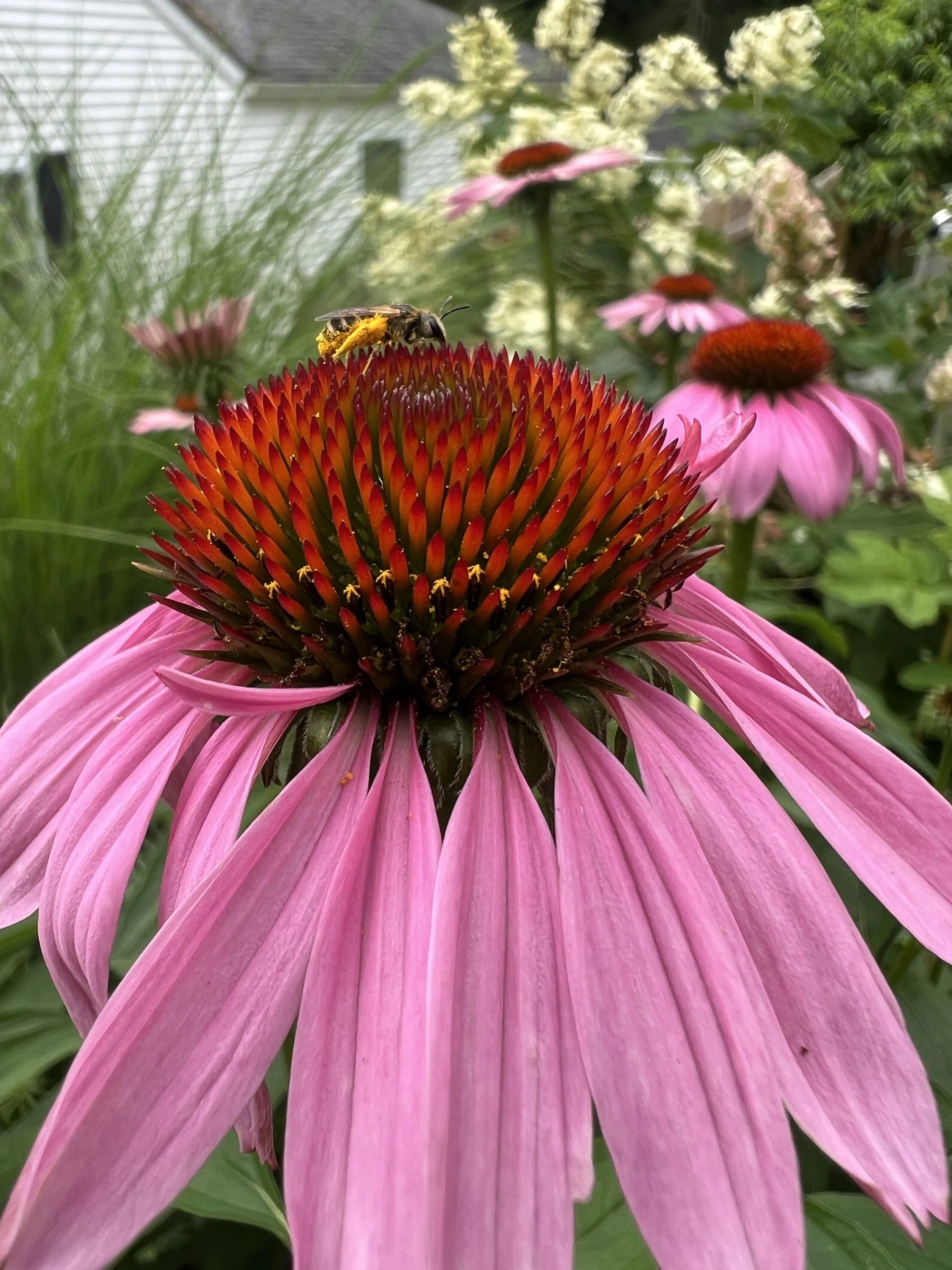 Home [phpollinators.com]