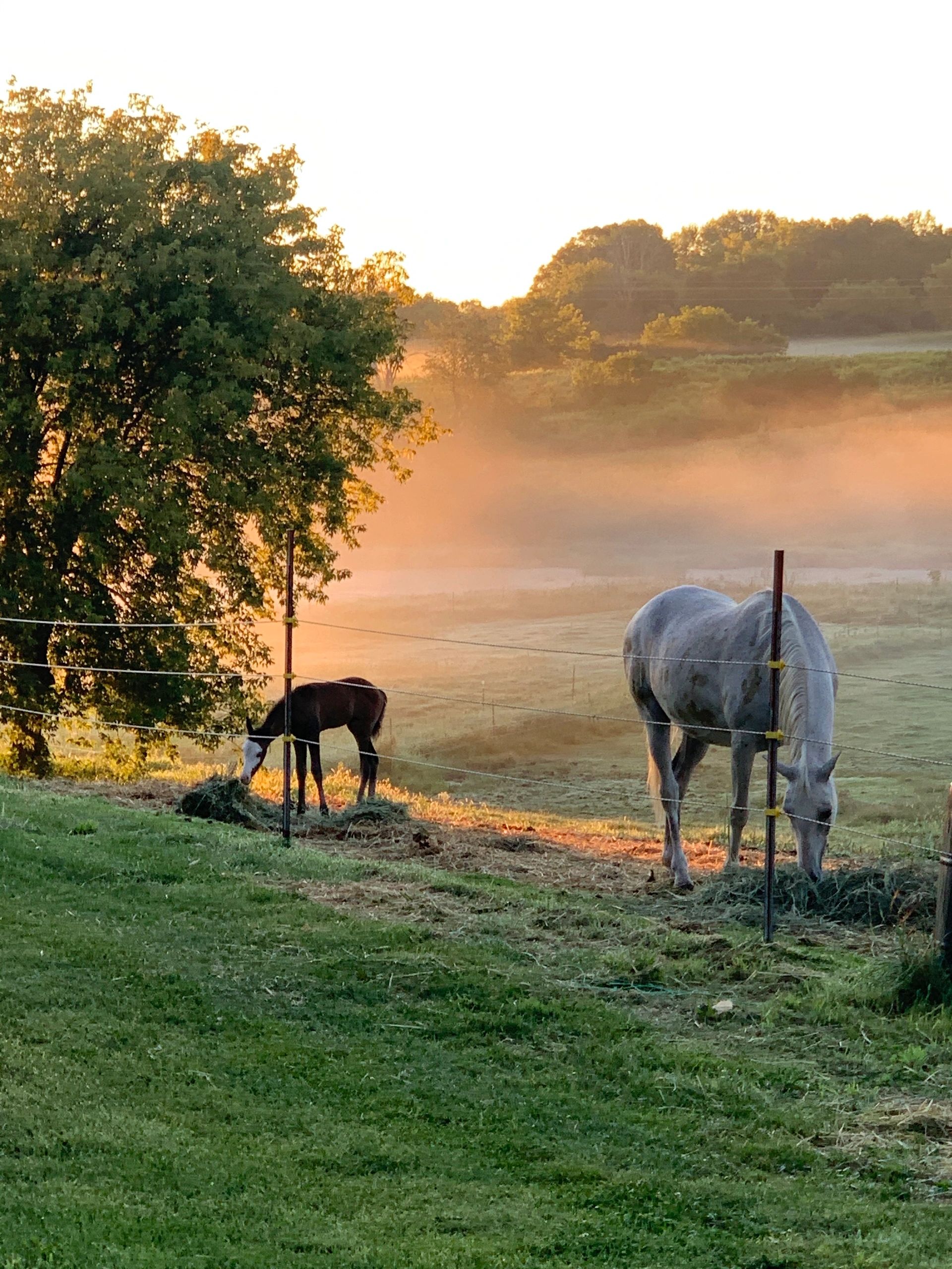 Covenant Stables - Box Stalls, Horse Boarding, Indoor Arena
