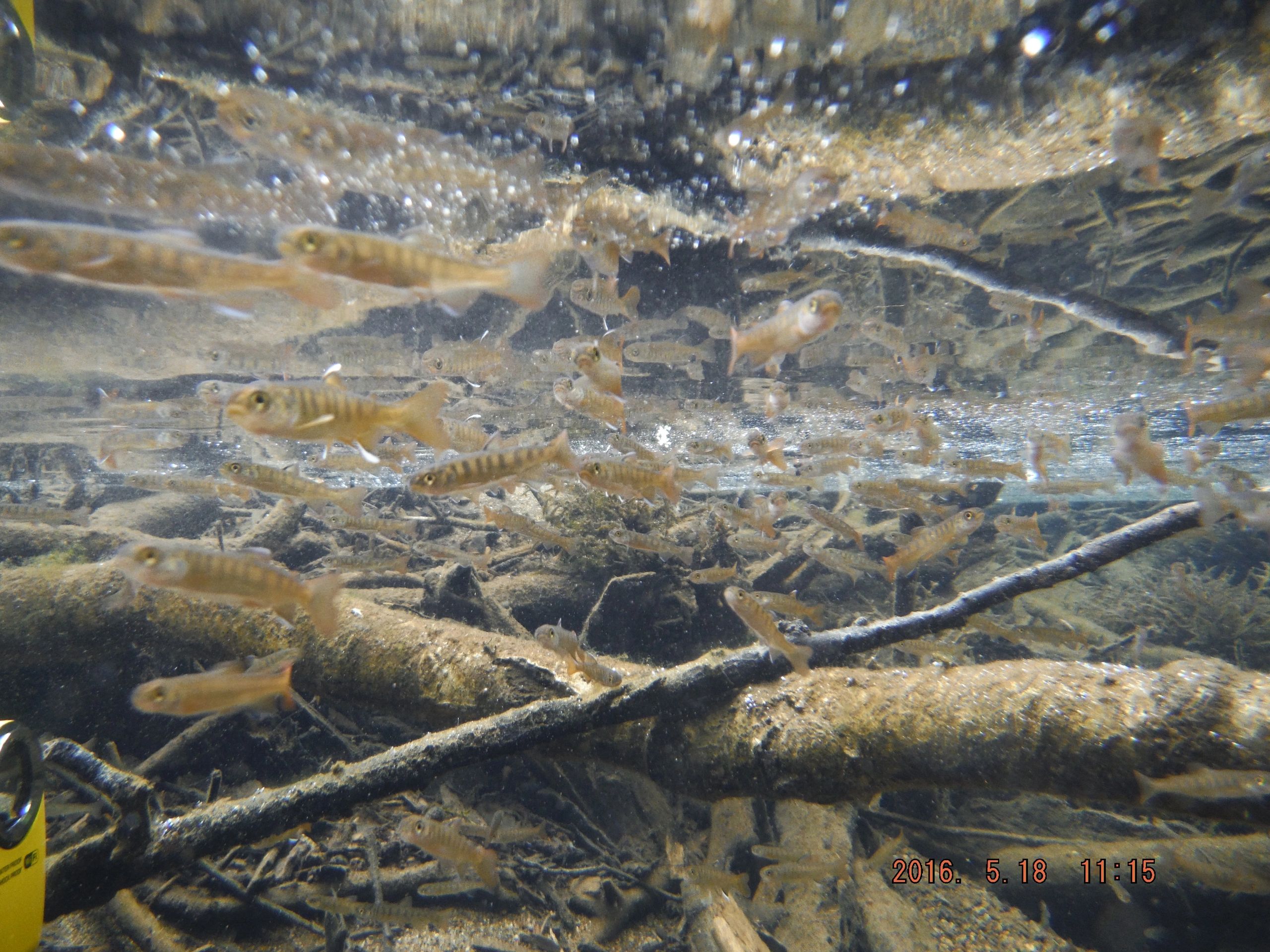 Andrew Booth Jason Baird - Stickleback Environmental | Stickleback ...