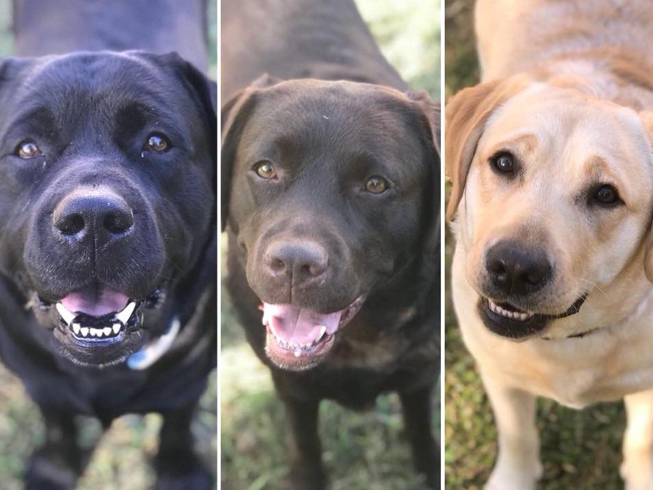 Labrador Puppies - True Texas Retrievers
