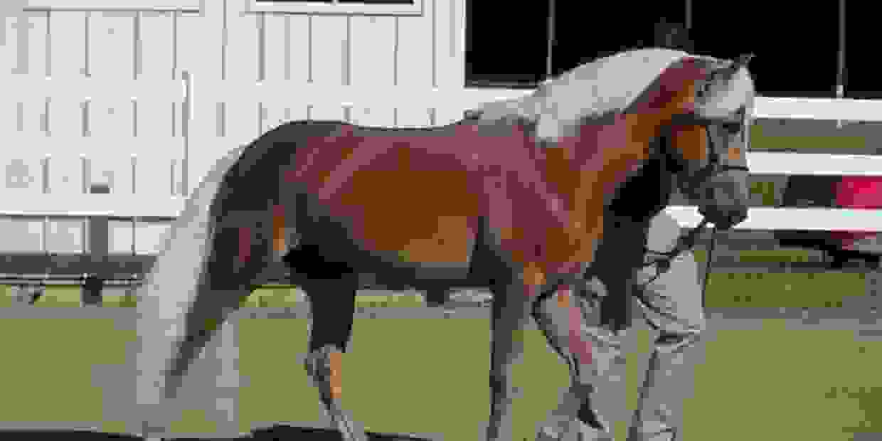 Our Stallions | Bar 2A Ranch