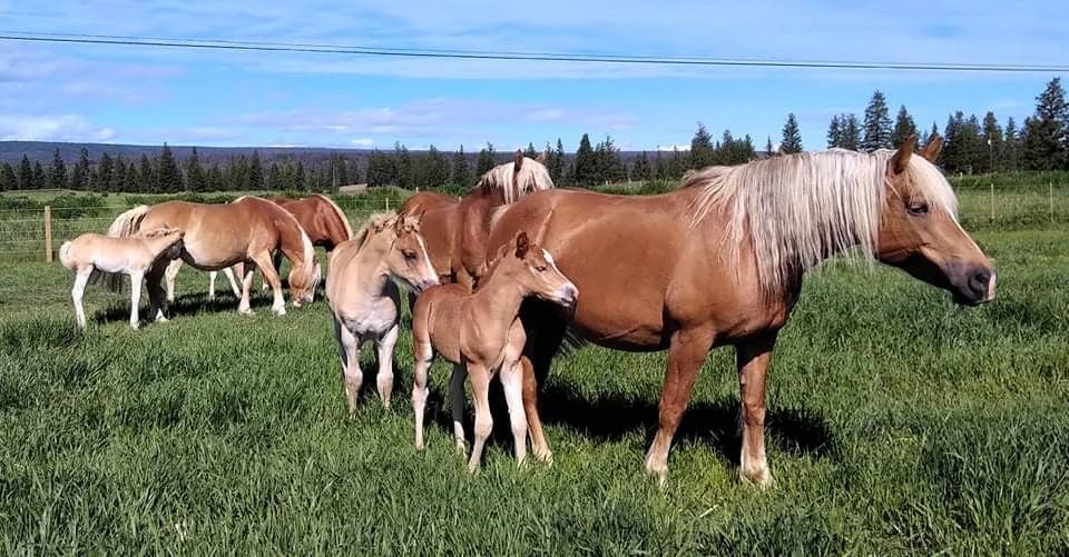 Haflinger, Horses, Equine Services - Bar 2A Ranch