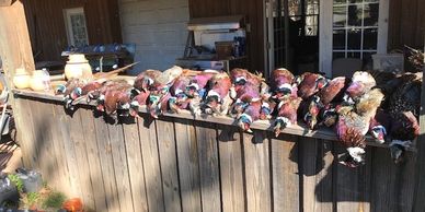 Welcome to Beaver Pond Sporting Club Quail Hunting NC