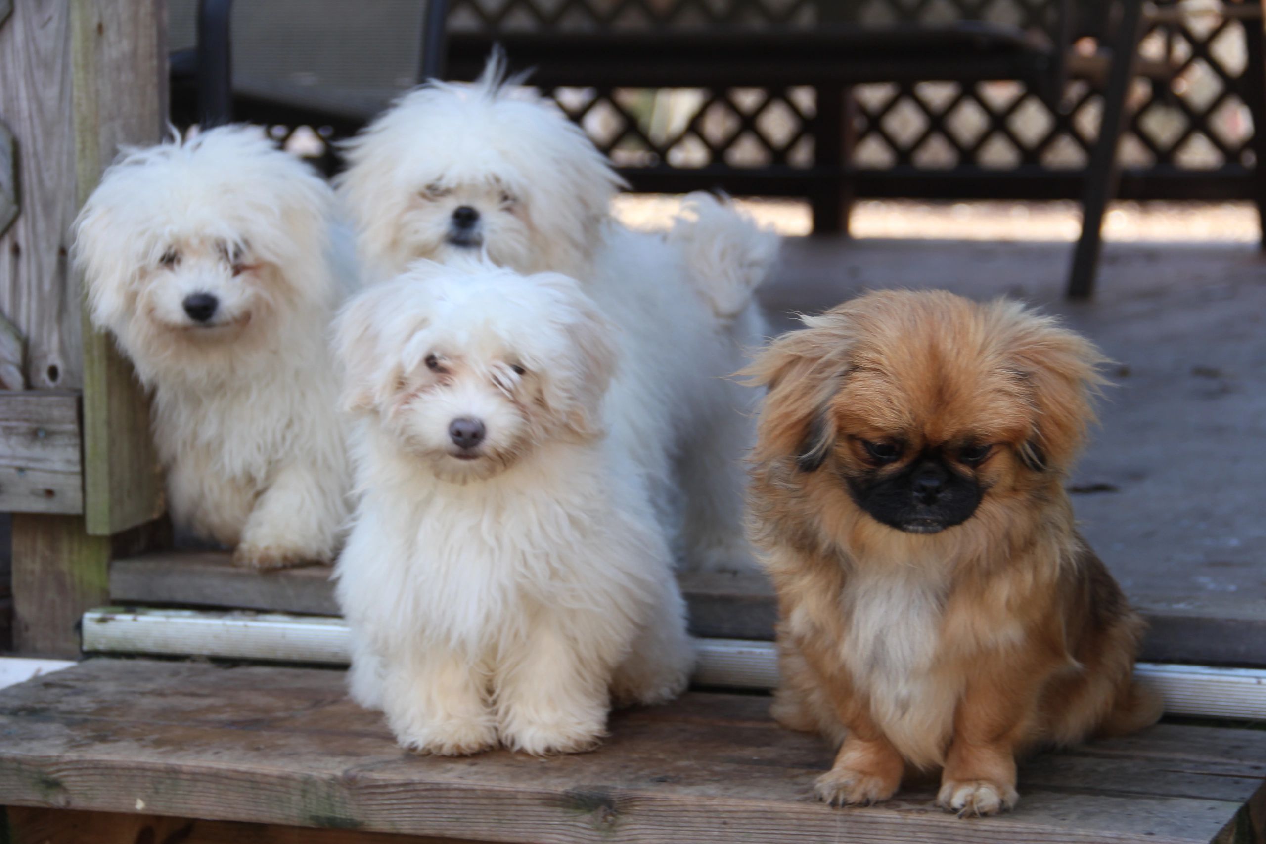 Teddybearpuppykennel - Puppies for Sale, Breeder, Cute Puppies