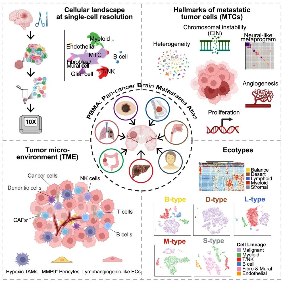 Pan-cancer human brain metastases atlas at single-cell resolution