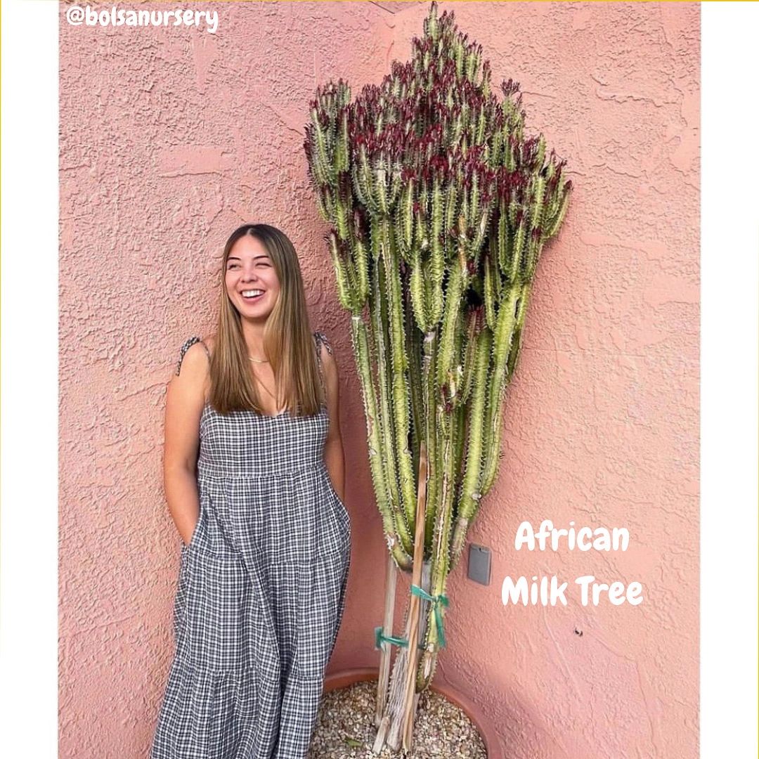 African Milk Tree (Euphorbia trigona)