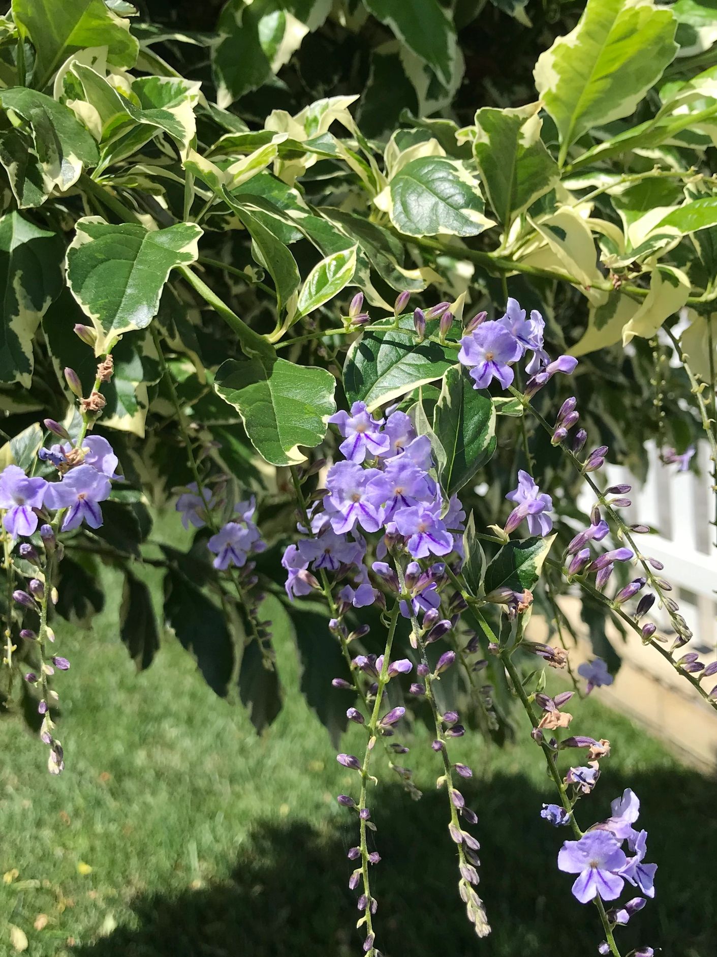 Duranta Repens Patio Tree