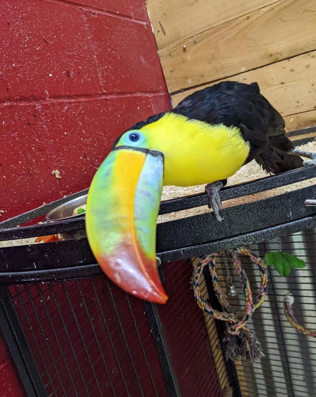 Debbie Dolittle's Indoor Petting Zoo