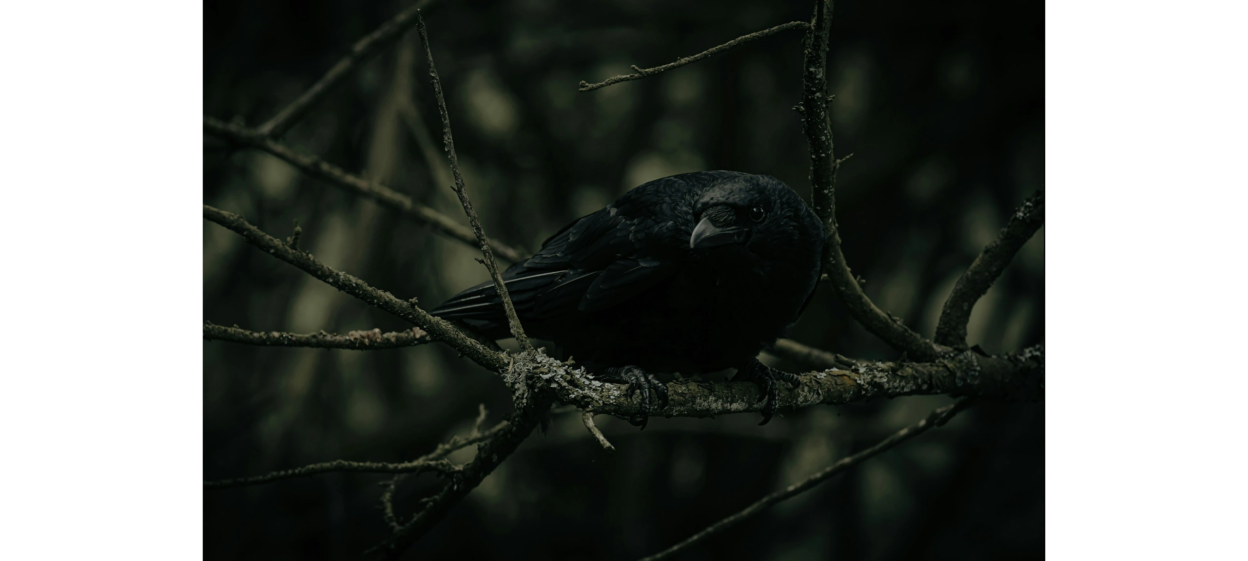 7 Crows in Murfreesboro, Tennessee