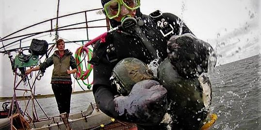 Hookamax Dive Systems - Home