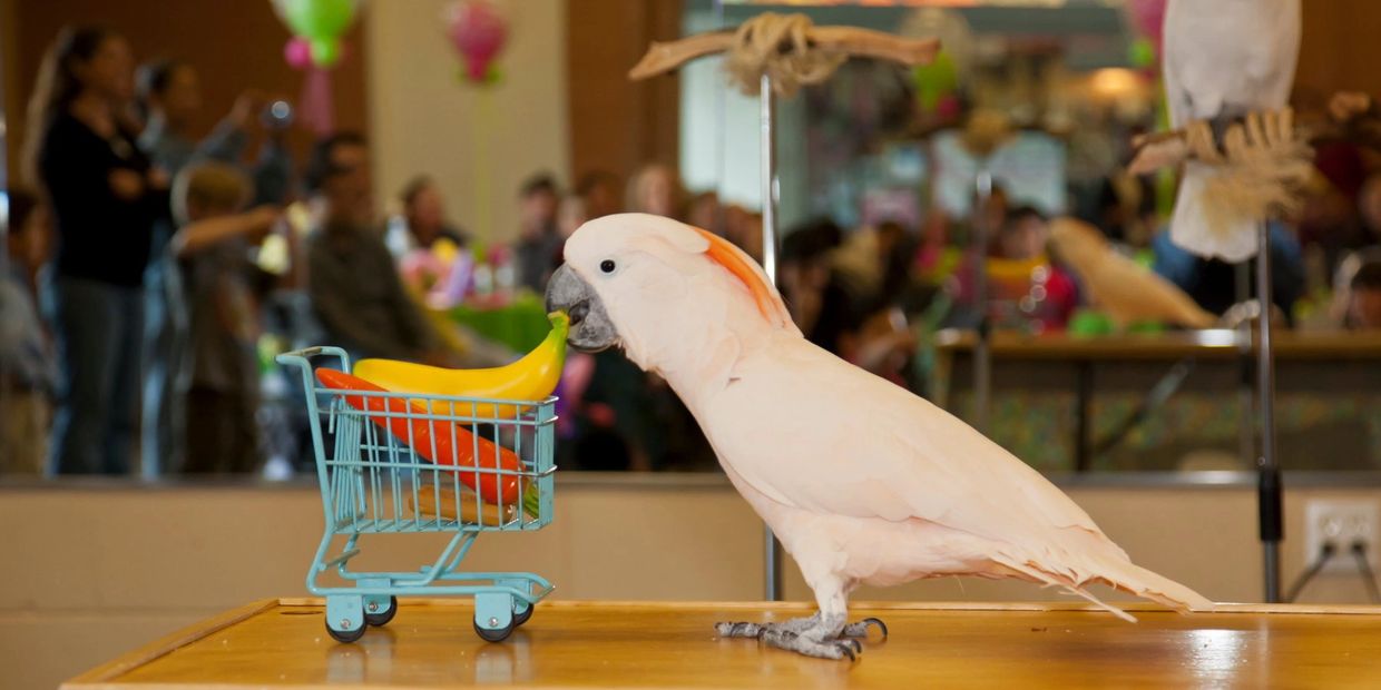 Birthday Parties | Happy Birds