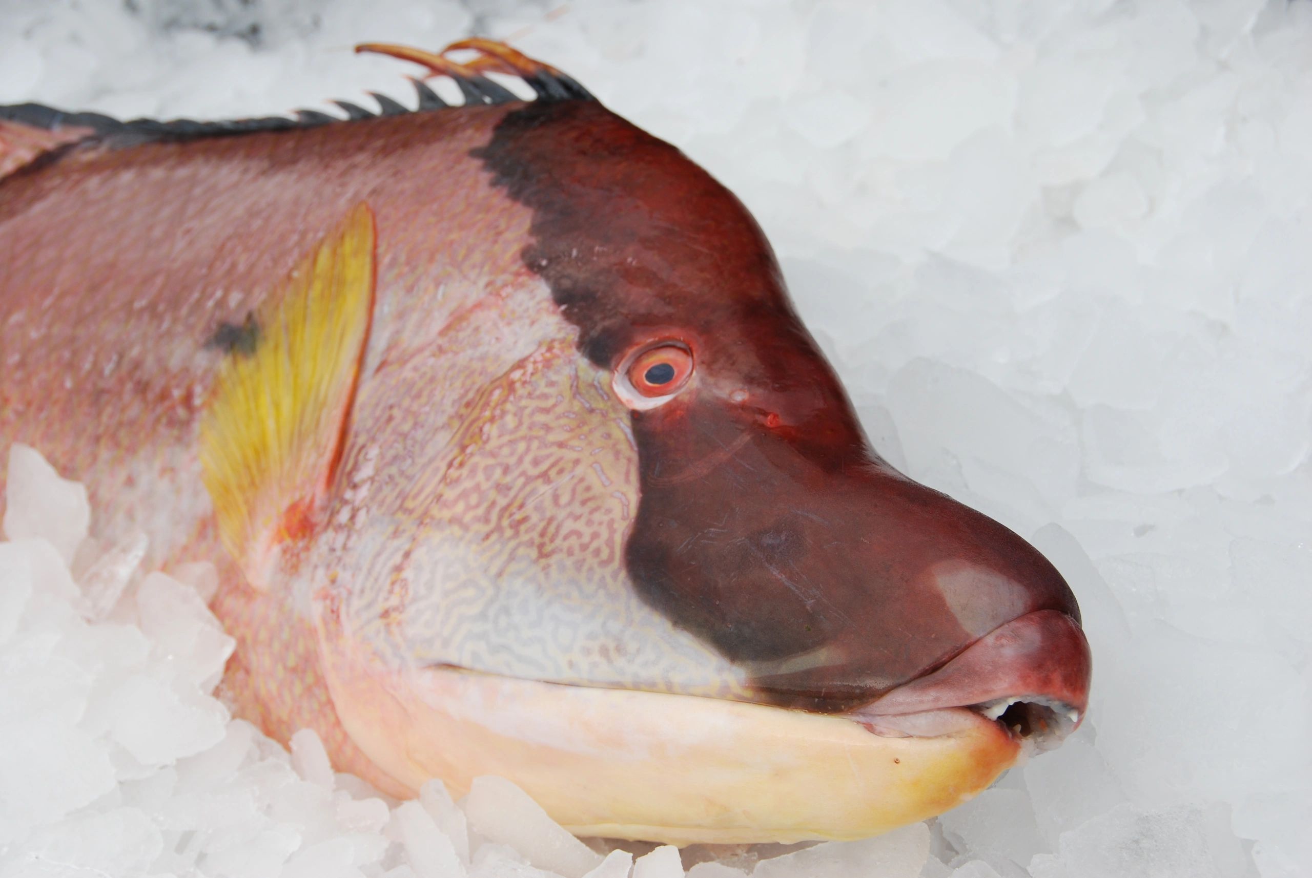 Gulf of Mexico Reef Fish Shareholders' Alliance