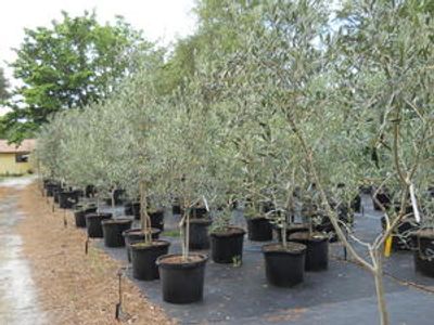 Olive Tree Varieties | Woodpecker Trail Olive Farm