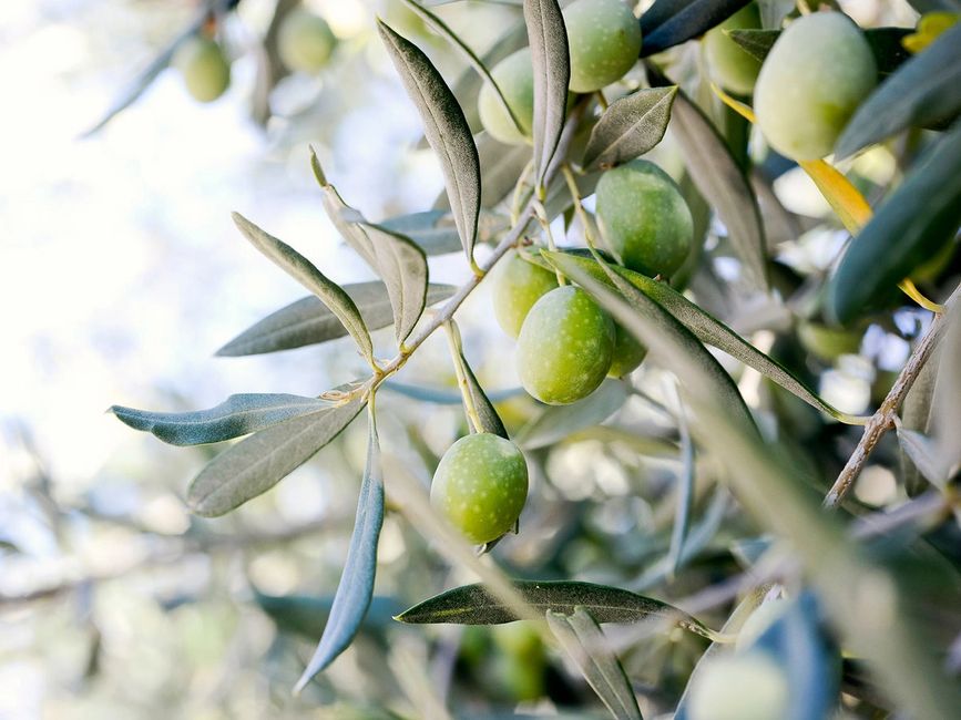 Olive Tree Varieties | Woodpecker Trail Olive Farm
