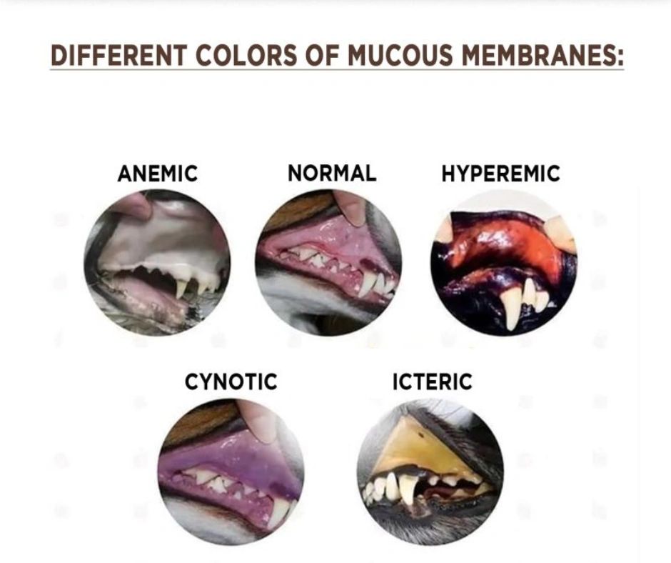 What Colour Should My Pet’s Gums Be?