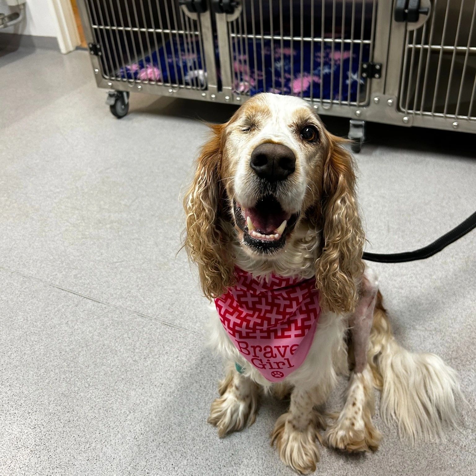 Meet Cinnamon: The One-Eyed Wonder with a Big Heart!