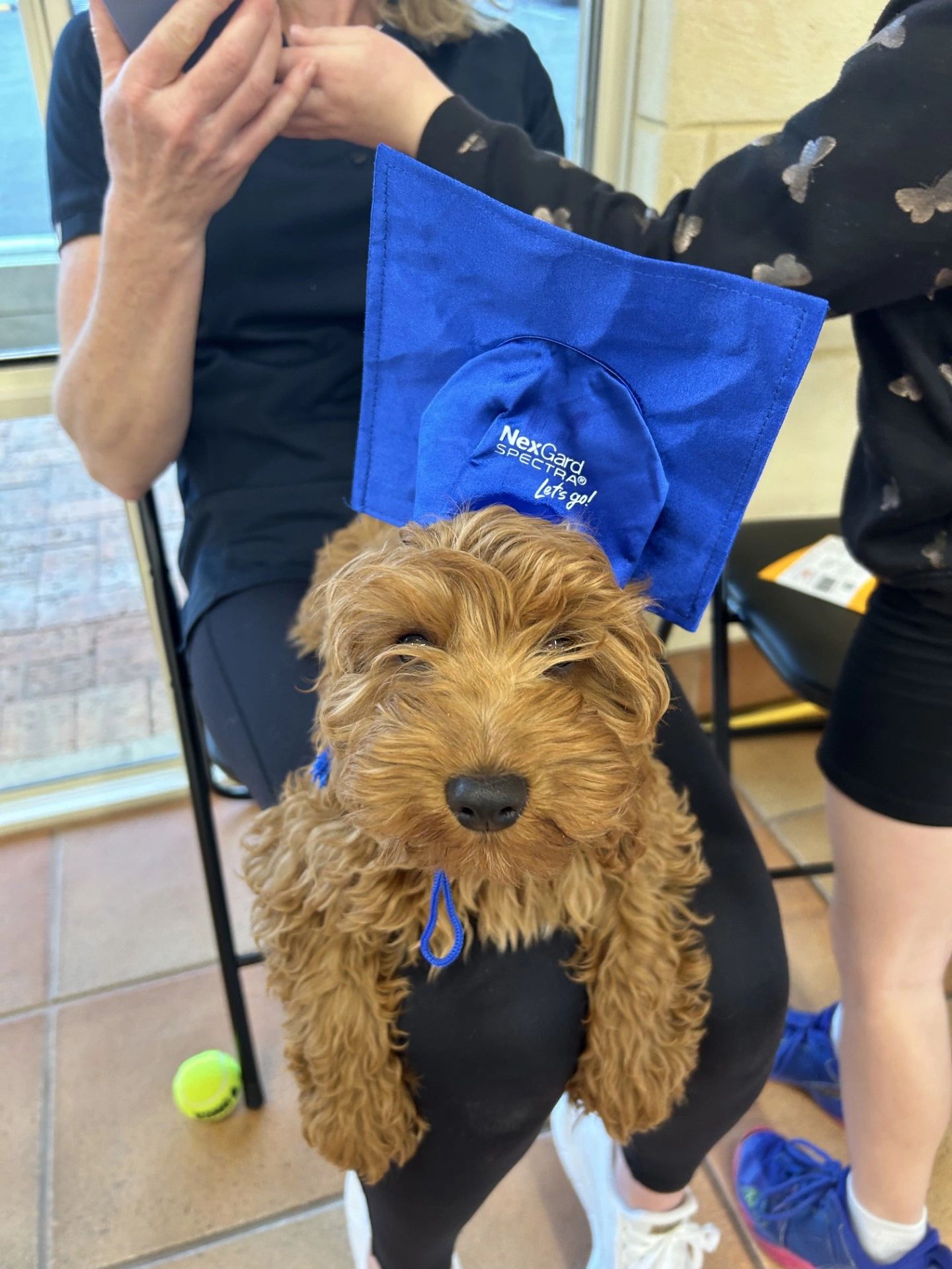 Puppy Class Graduation