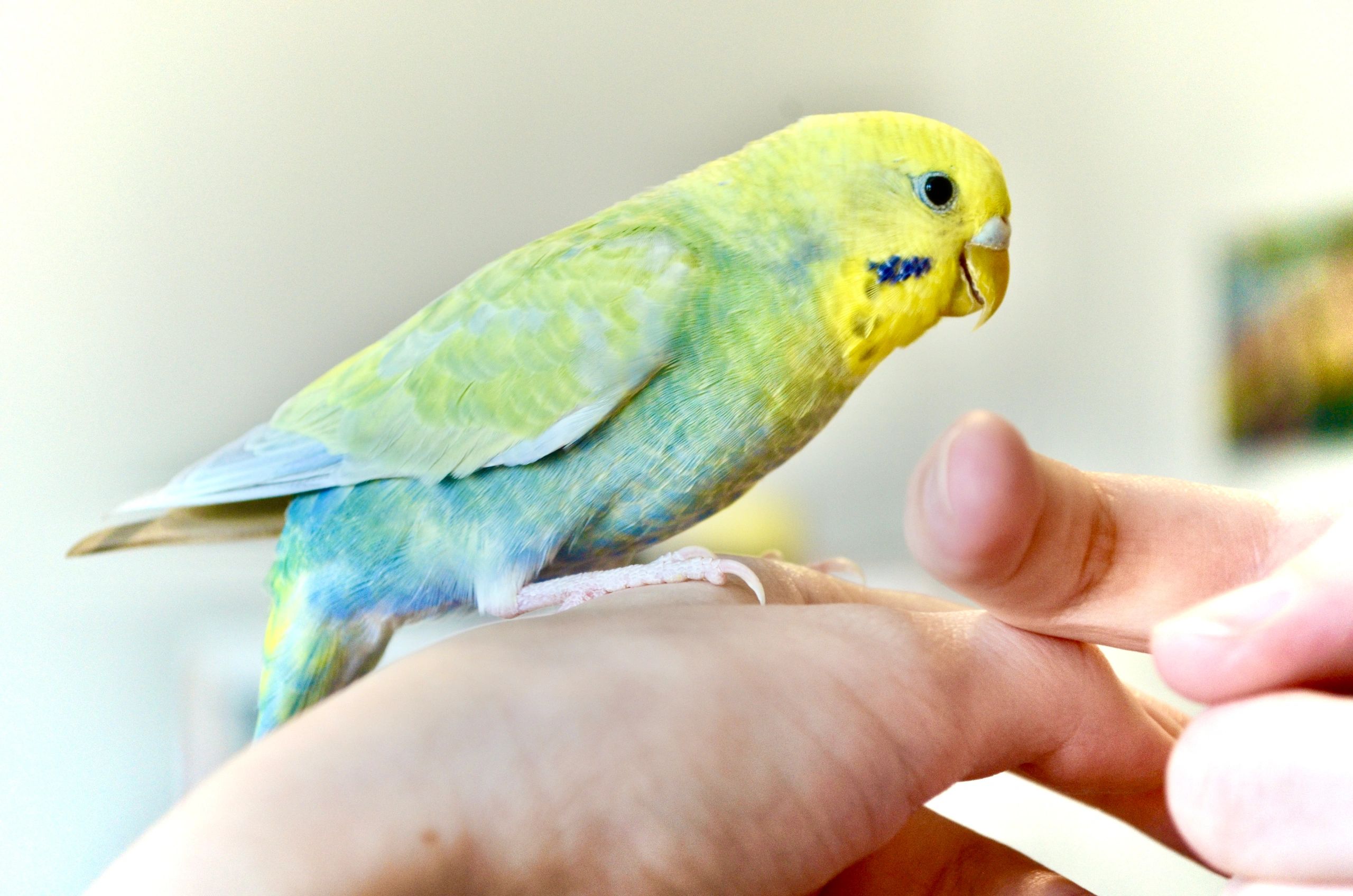 Budgie Parakeet Colors