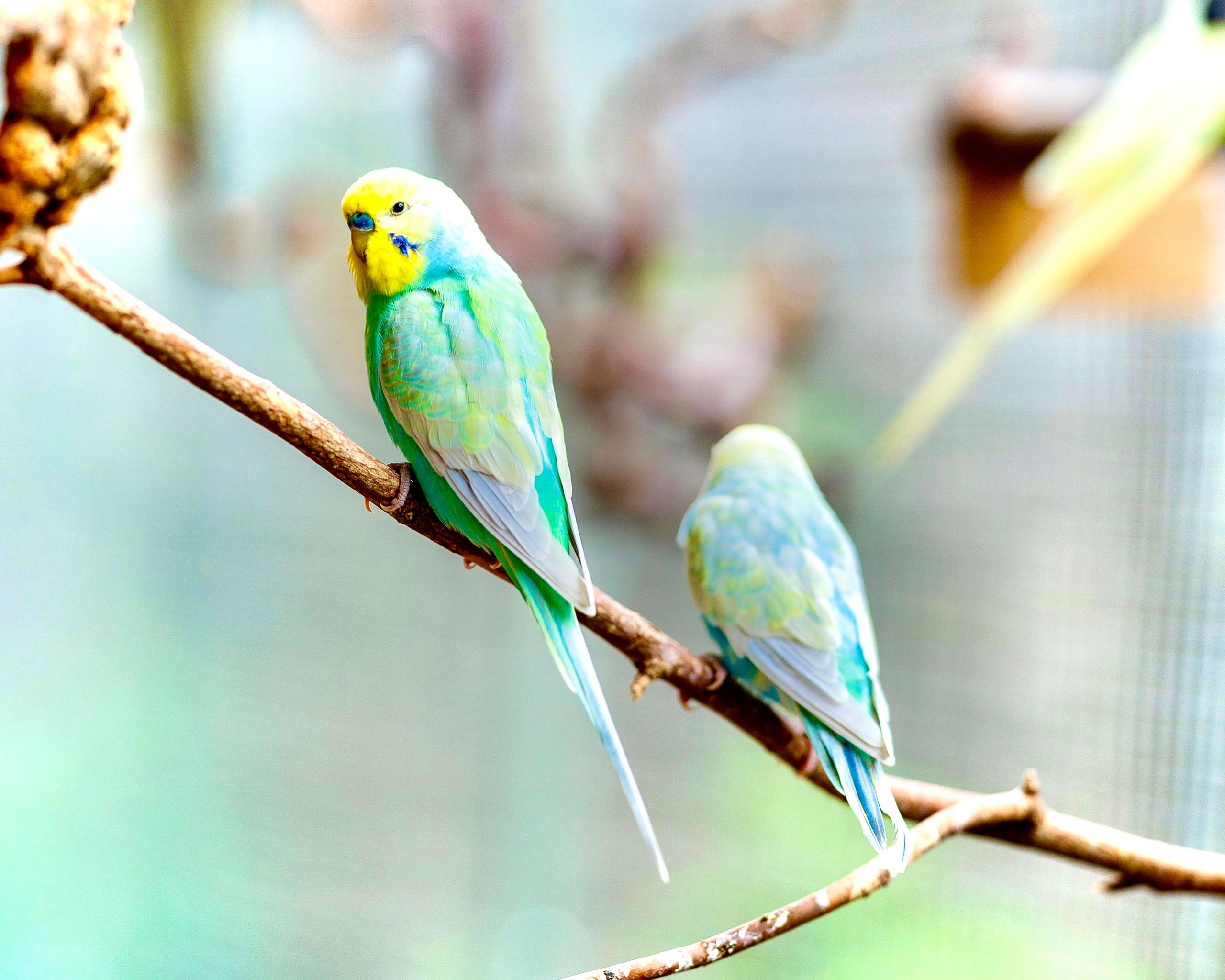 Budgie Color Mutations