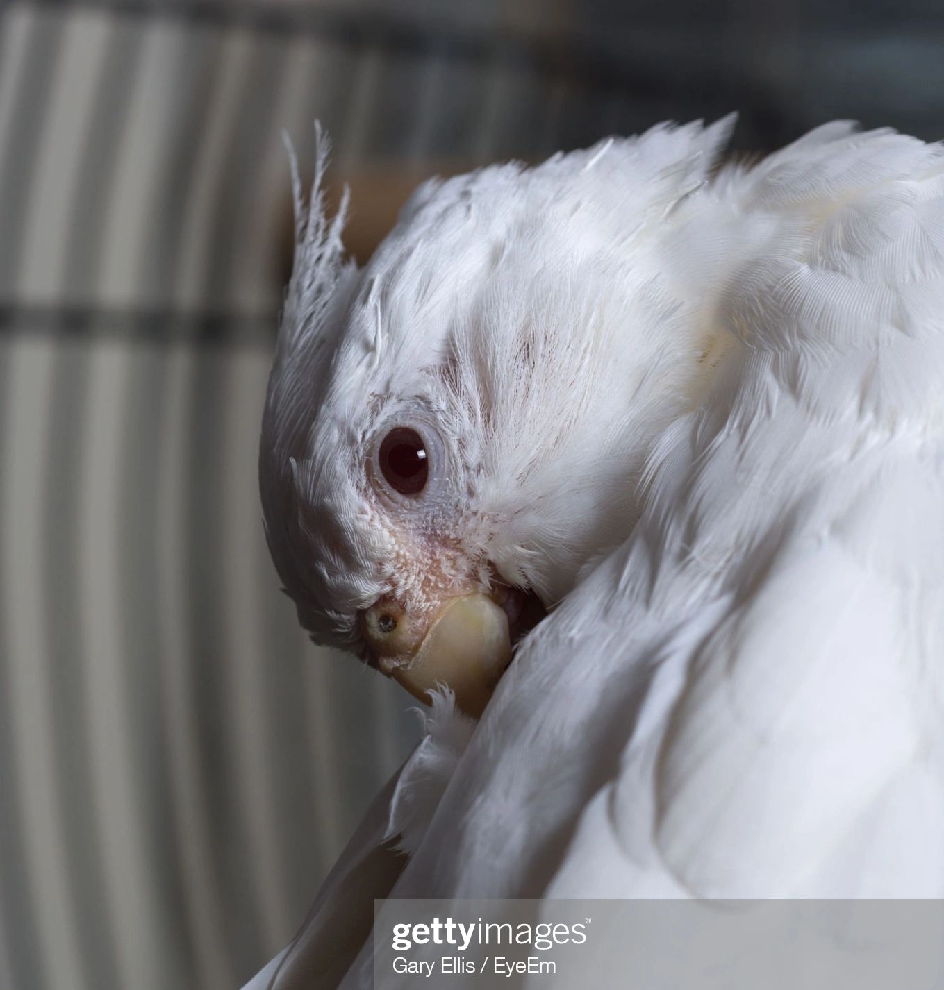 Pet Bird Genetics, Part 1: Color Mutations and Longevity