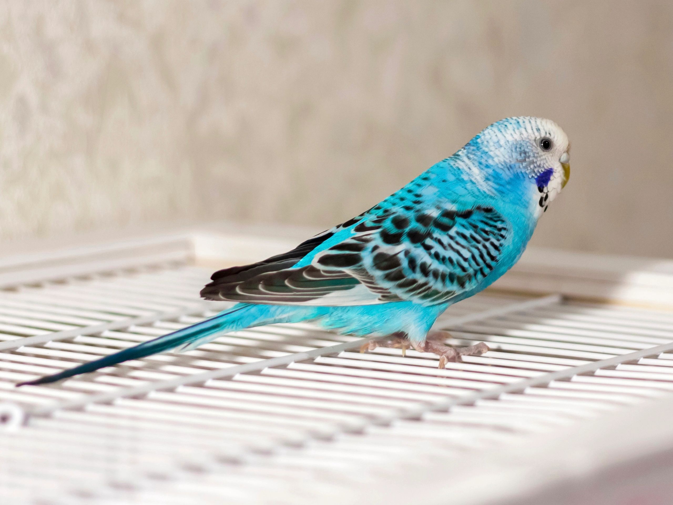 Rare Budgie