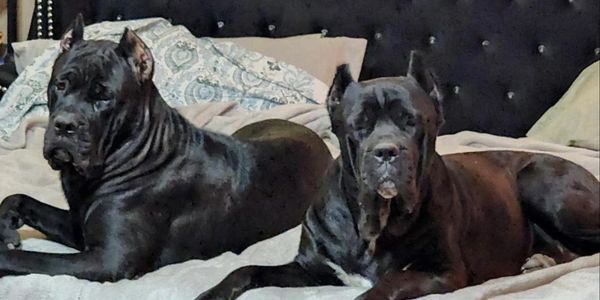 Experienced Dog Breeder | Quality Cane Corso Puppies