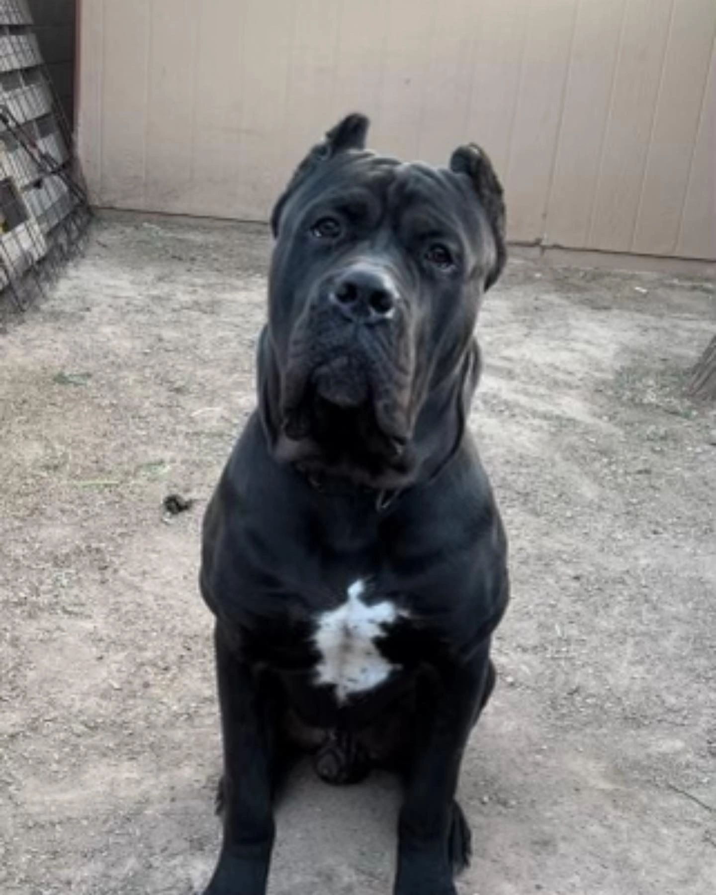 Experienced Dog Breeder | Quality Cane Corso Puppies