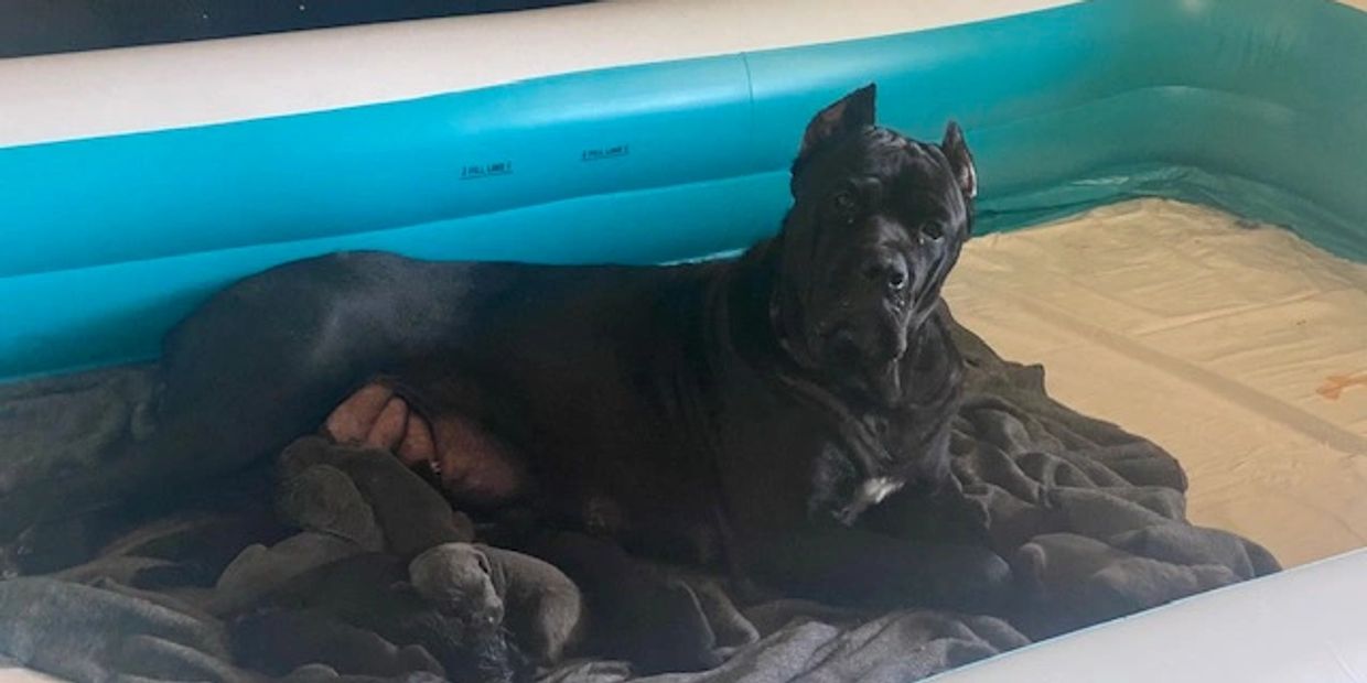 Experienced Dog Breeder | Quality Cane Corso Puppies