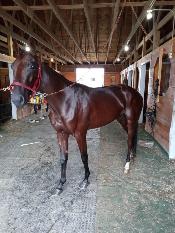 Standardbred Racehorses | Ashley Nicole Ranch