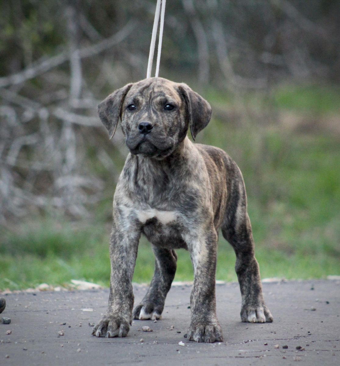 Fawn Brindle Male - SOLD
