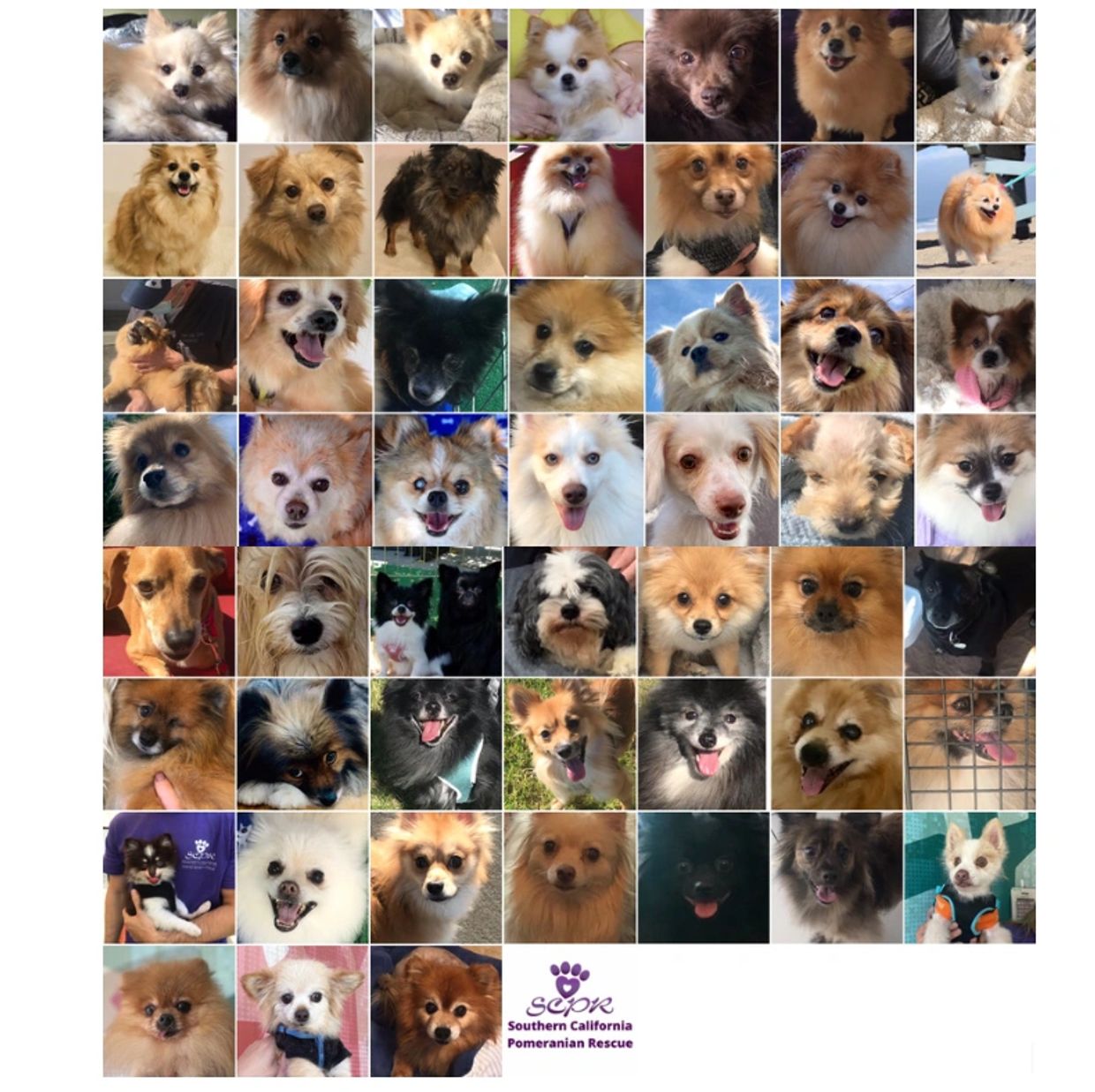 Pomeranian Rescue - Southern California Pomeranian Rescue