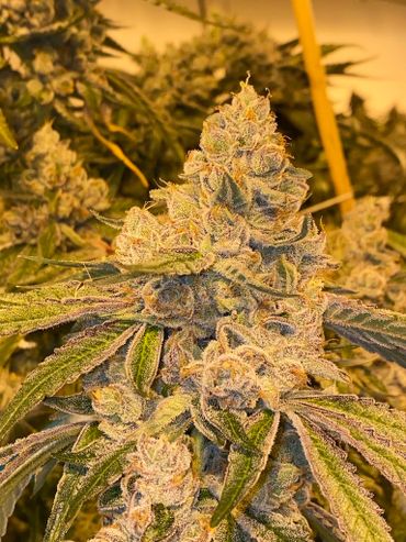 Craft Cannabis - HIGH GRADE FARMS