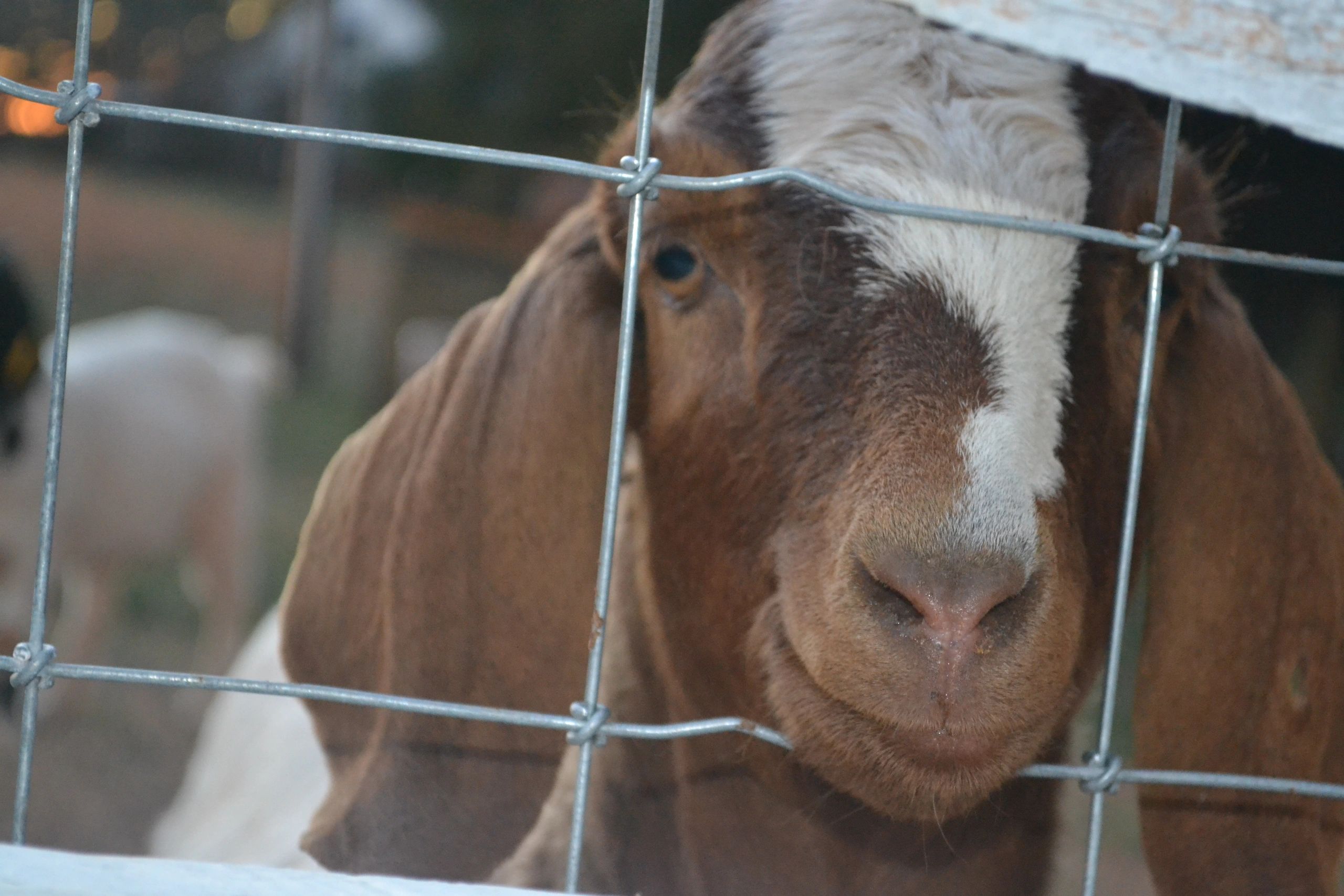 Goats for Sale | Cedar Creek Farm