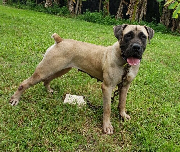 Boerboel Breeders With Boerboel Dogs Near South Beach FL | South ...