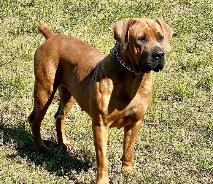 Boerboel Breeders With Boerboel Dogs Near South Beach FL | South ...