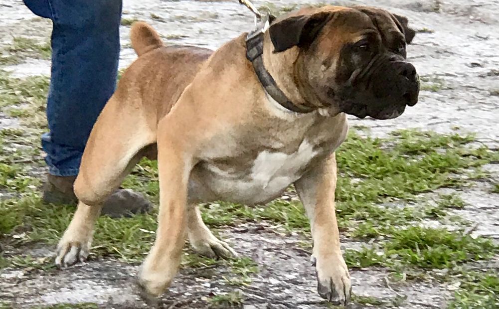 Boerboel Dogs for Sale in Ft. Lauderdale FL | South Florida Boerboel's