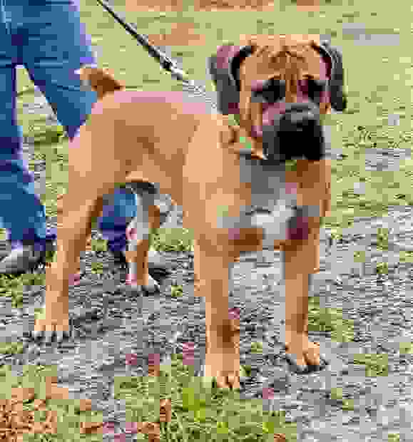 Boerboel Dogs for Sale in Ft. Lauderdale FL | South Florida Boerboel's