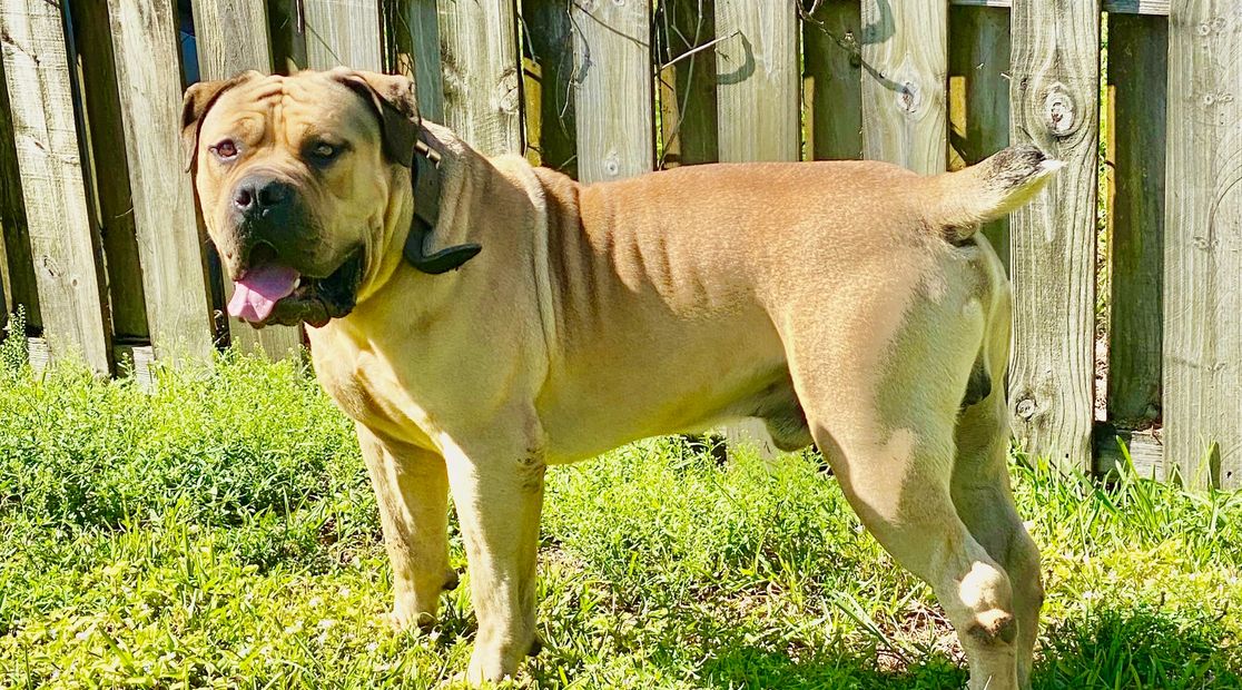 Boerboel Dogs for Sale in Ft. Lauderdale FL | South Florida Boerboel's