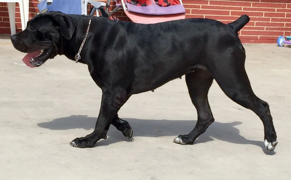 Boerboel Breeders With Boerboel Dogs Near South Beach FL | South ...