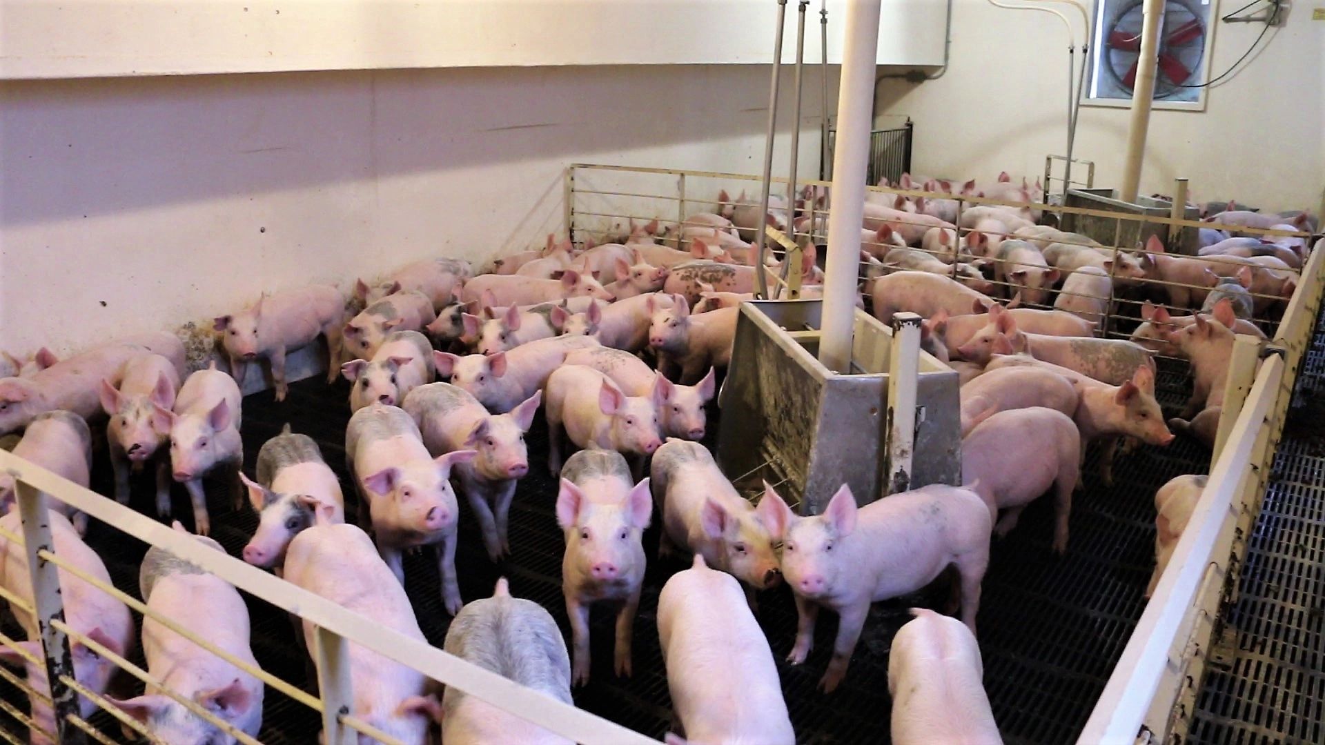 Pelvic Organ Prolapse