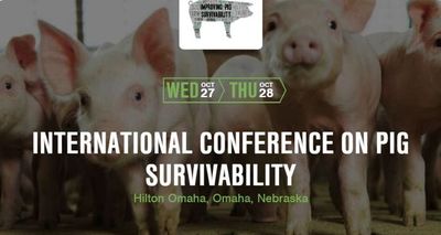 Improving Pig Survivability