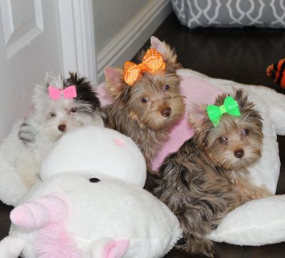 HOME | MY BABY YORKIE PAWS