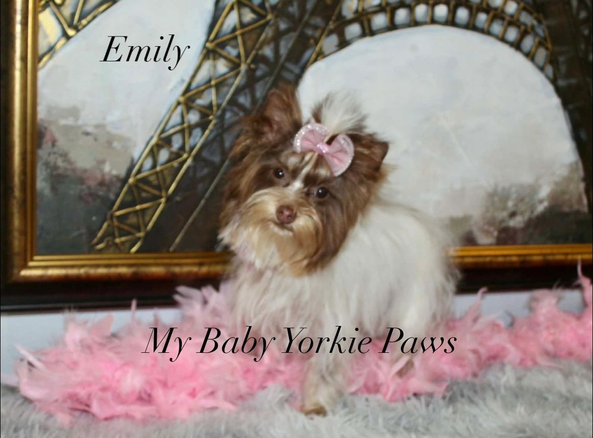 AVAILABLE’’’ EMILY CHOCOLATE PARTI FEMALE DOB. 7-31-25
