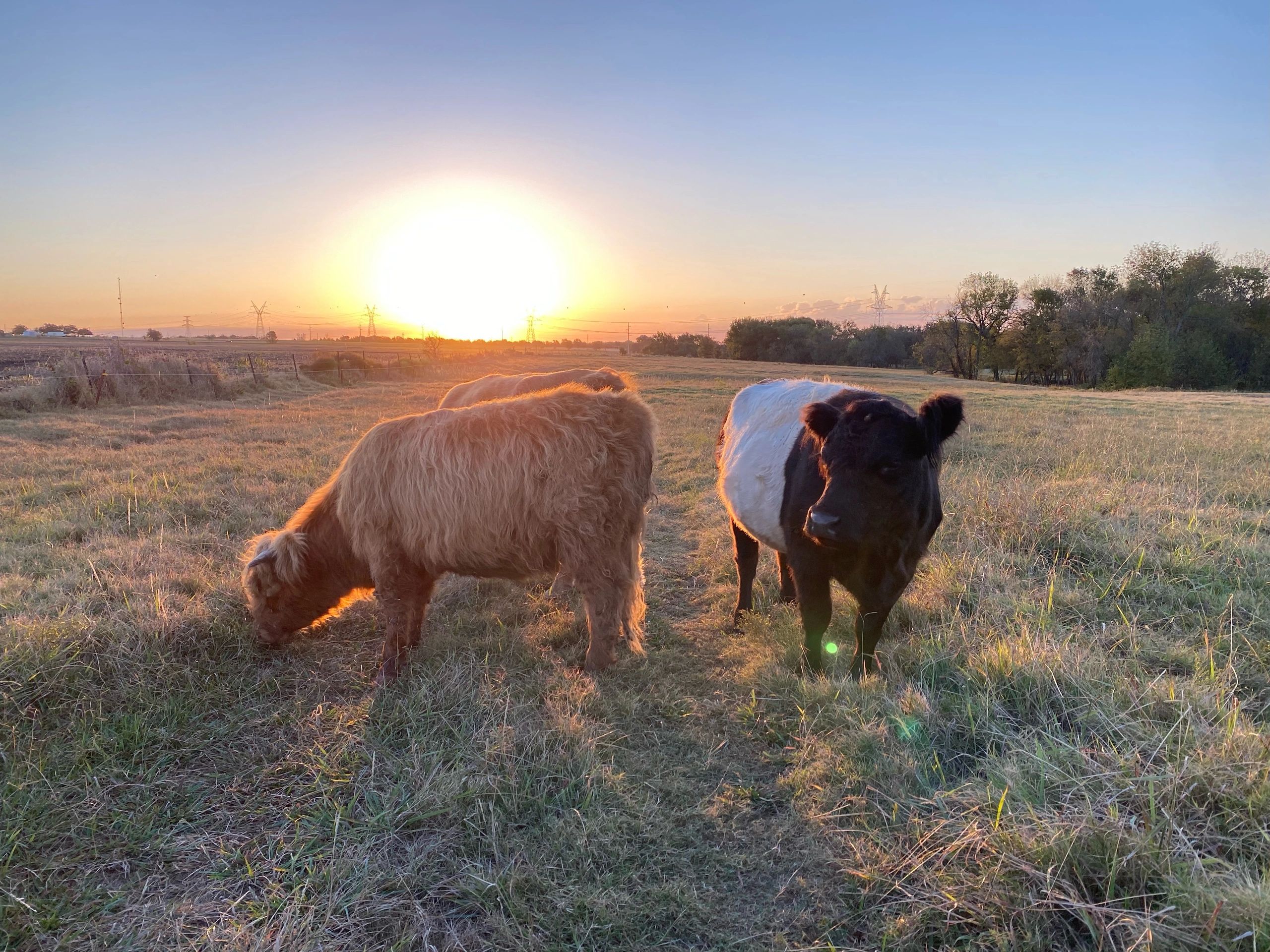 Barthold Bovines - Cow Breeder, Scottish Highlander, Belted Galloway